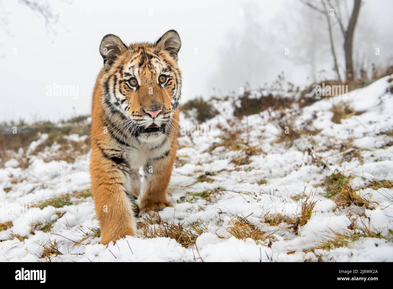 Closeup siberian tiger on snow walking front to the camera. Panthera tigris altaica Stock Photo ...
