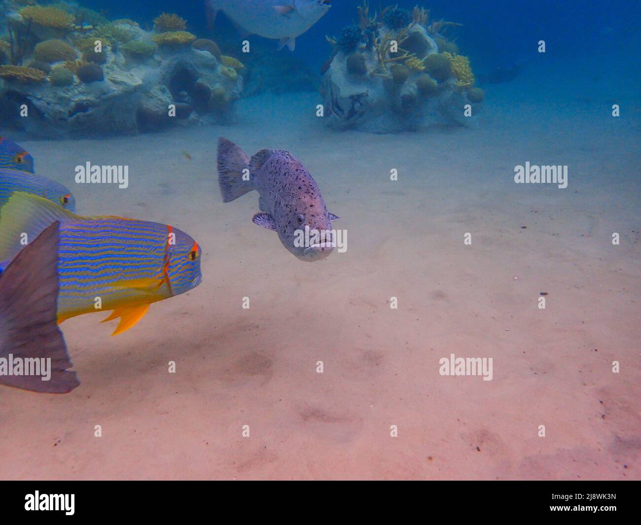 An underwater photo of a Sailfin Snapper swimming among the rock and ...