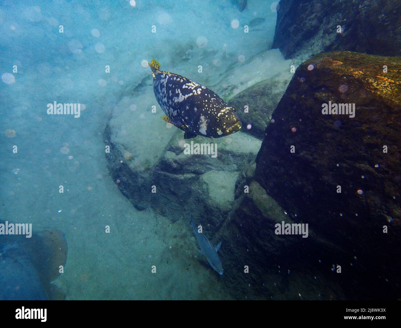 An underwater photo of a Nassau Grouper fish swimming among the rock ...