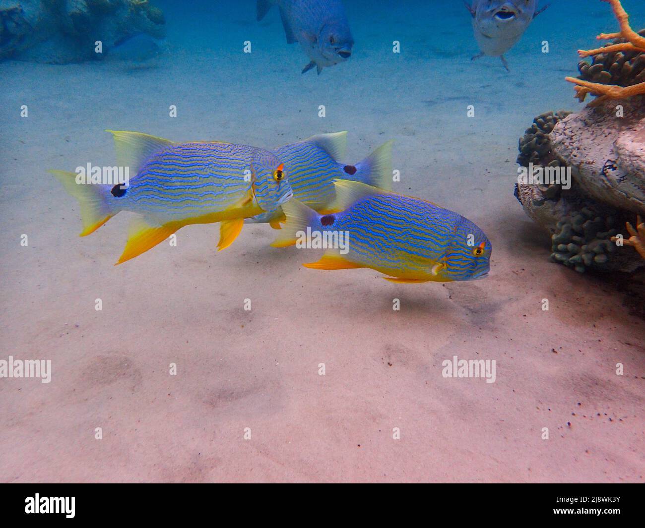 An underwater photo of a Sailfin Snapper swimming among the rock and ...