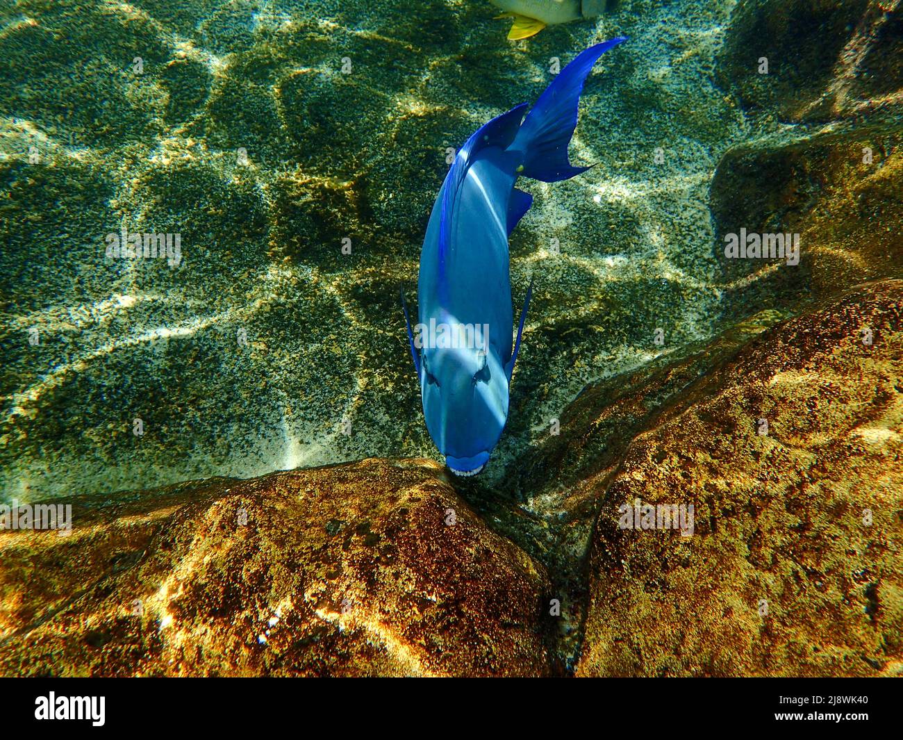 A Blue Tang fish swimming near a rock and coral reef underwater Stock ...