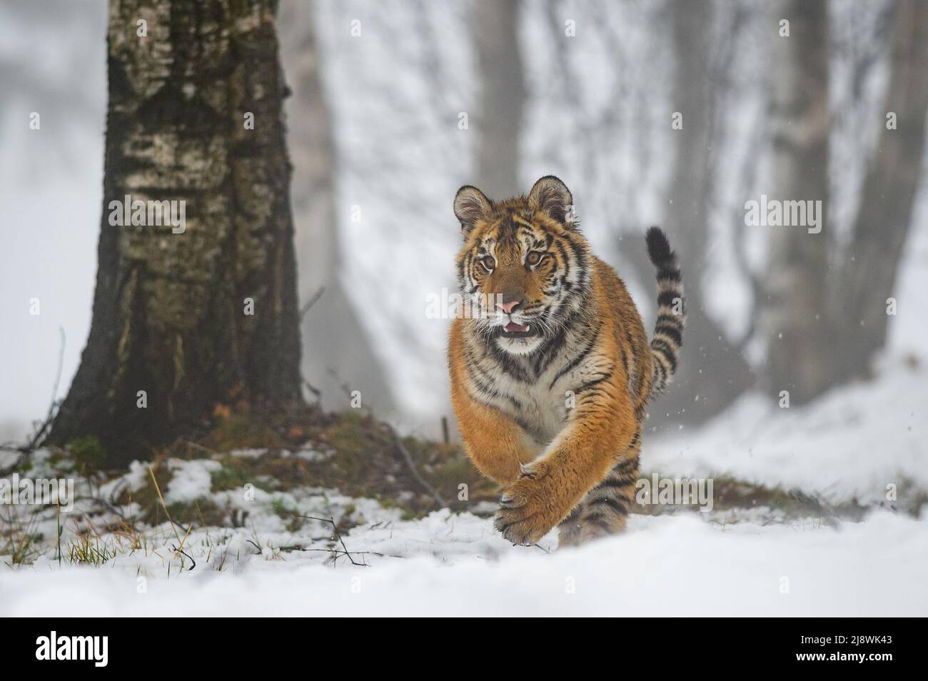 Ussuri tiger running straight into the camera. Winter close up shot in ...
