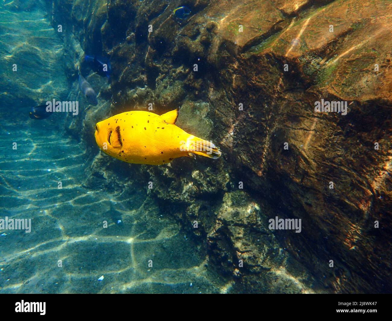 An underwater photo of a yellow Dogfaced Puffer fish swimming among the ...