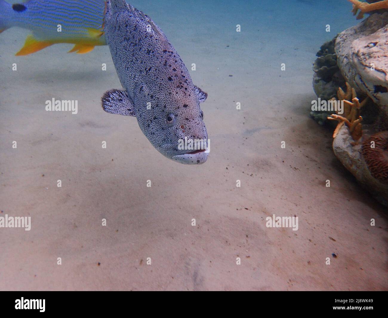An underwater photo of a Nassau Grouper fish swimming among the rock ...