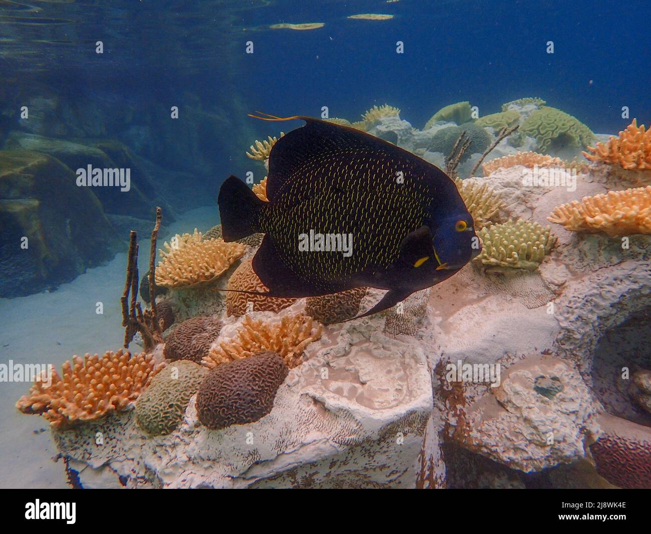An underwater photo of a French Angelfish swimming among the rock and ...