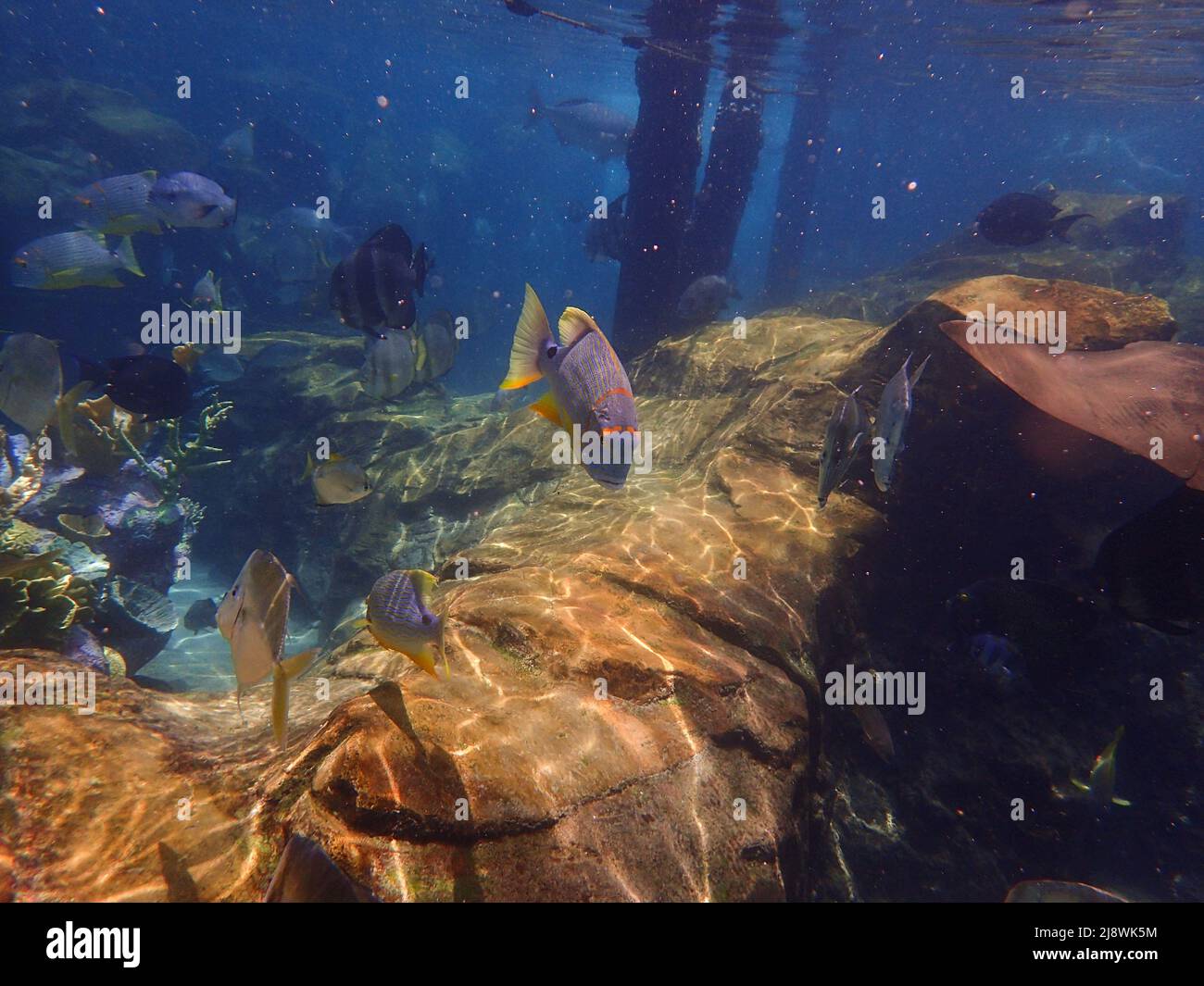 An underwater photo of a Sailfin Snapper swimming among the rock and ...