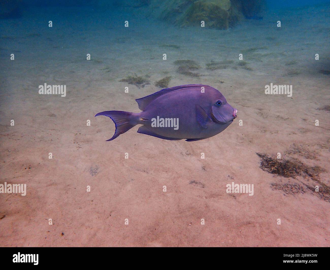 Reef surgeonfish hi-res stock photography and images - Alamy