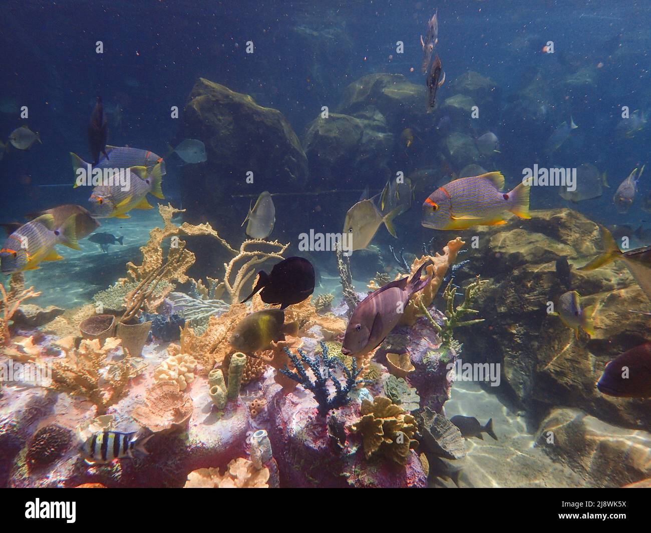 An underwater photo of a Sailfin Snapper swimming among the rock and ...