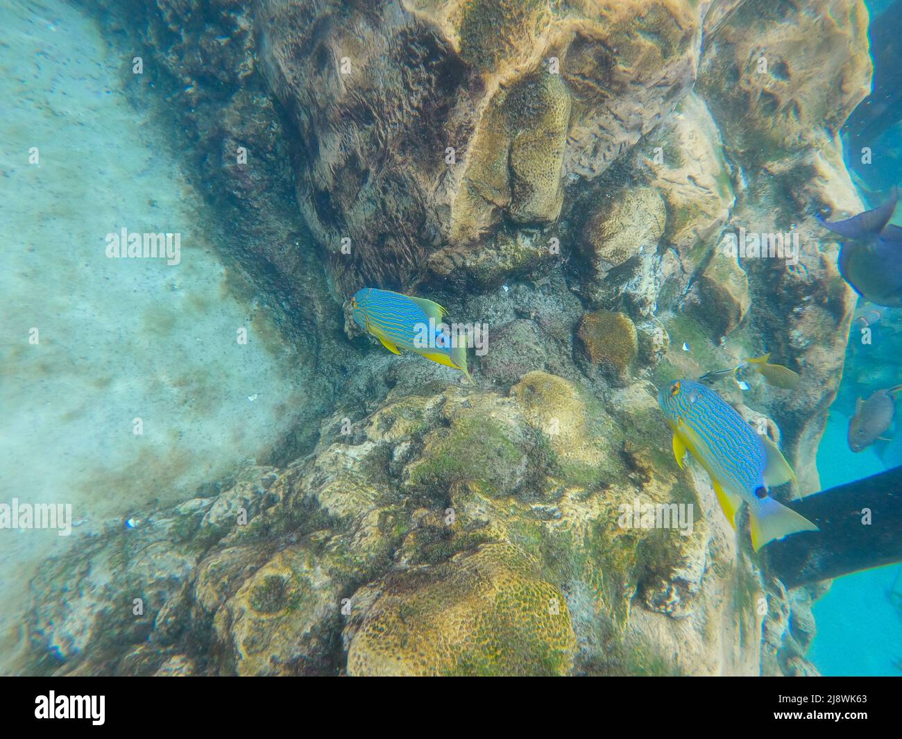 An underwater photo of a Sailfin Snapper swimming among the rock and ...