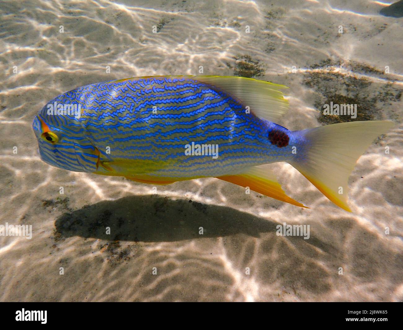 An underwater photo of a Sailfin Snapper swimming among the rock and ...