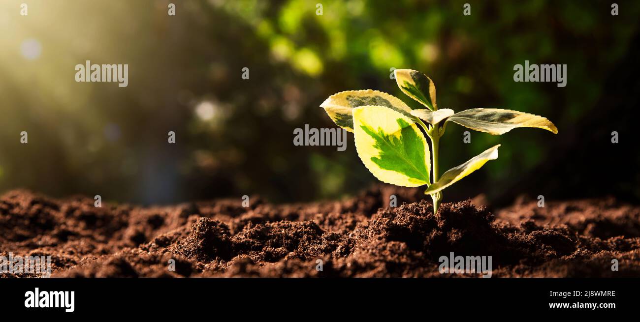 Ecological friendly and sustainable environment. Growing plant Stock ...