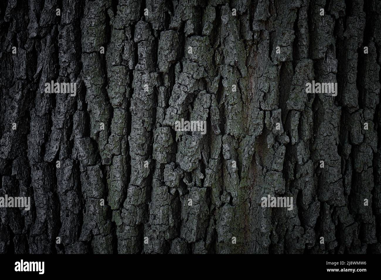 Close up of bark on tree texture. Background with the bark Stock Photo ...