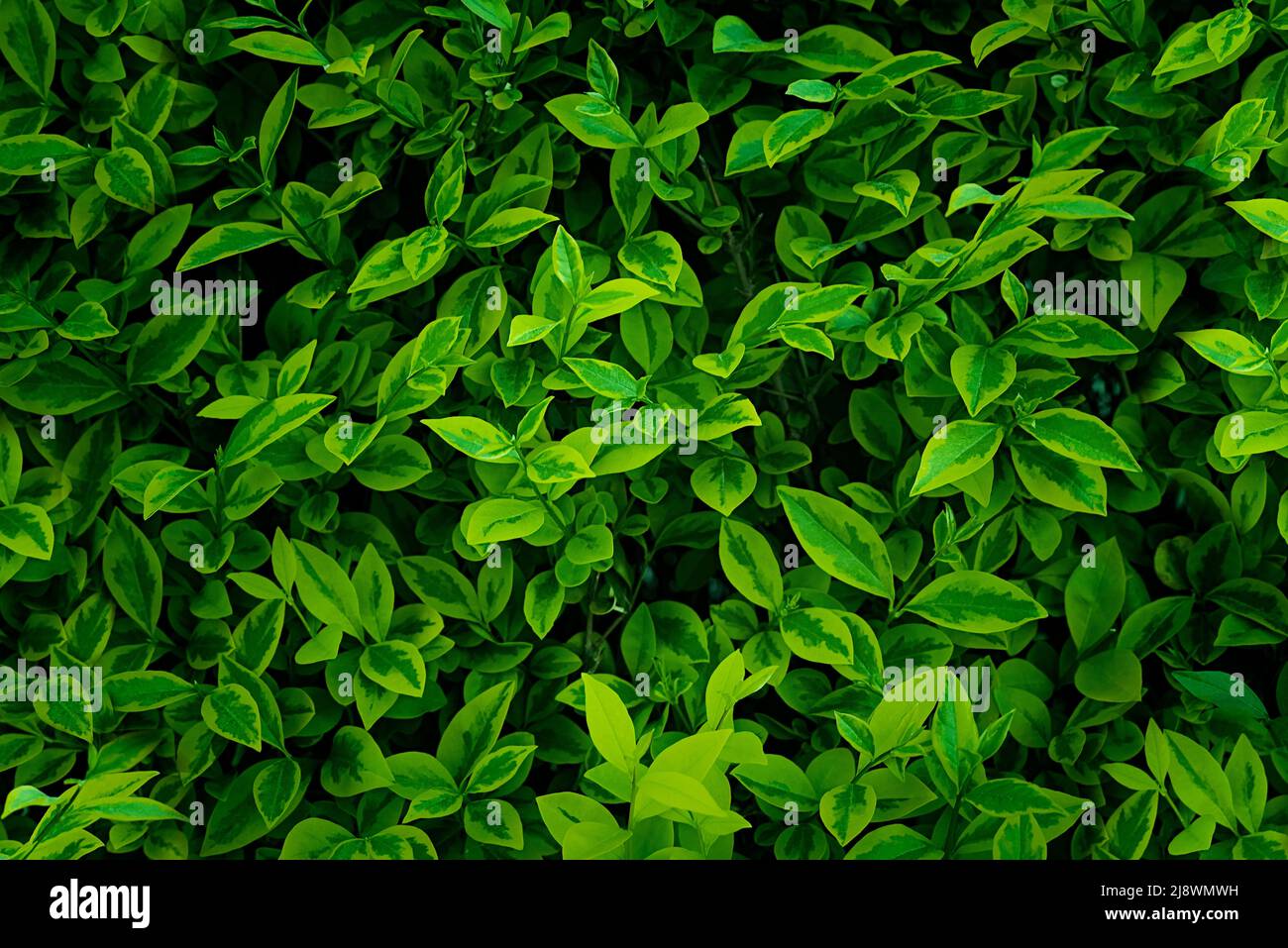 Greenery in the park, background with leaves. Nature in spring Stock ...