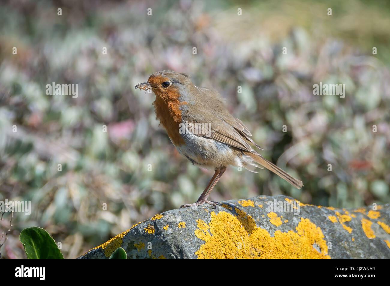 Eating fleas hi-res stock photography and images - Alamy