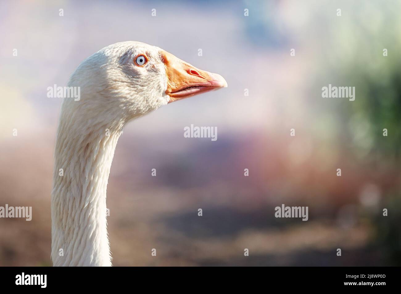 Portrait of a goose in a nice blurred pastel colour background Stock ...