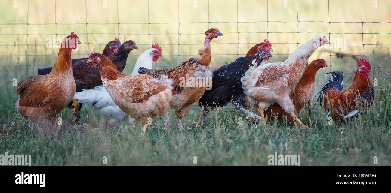 Chickens in a grass in the village against sun photos. A free range ...