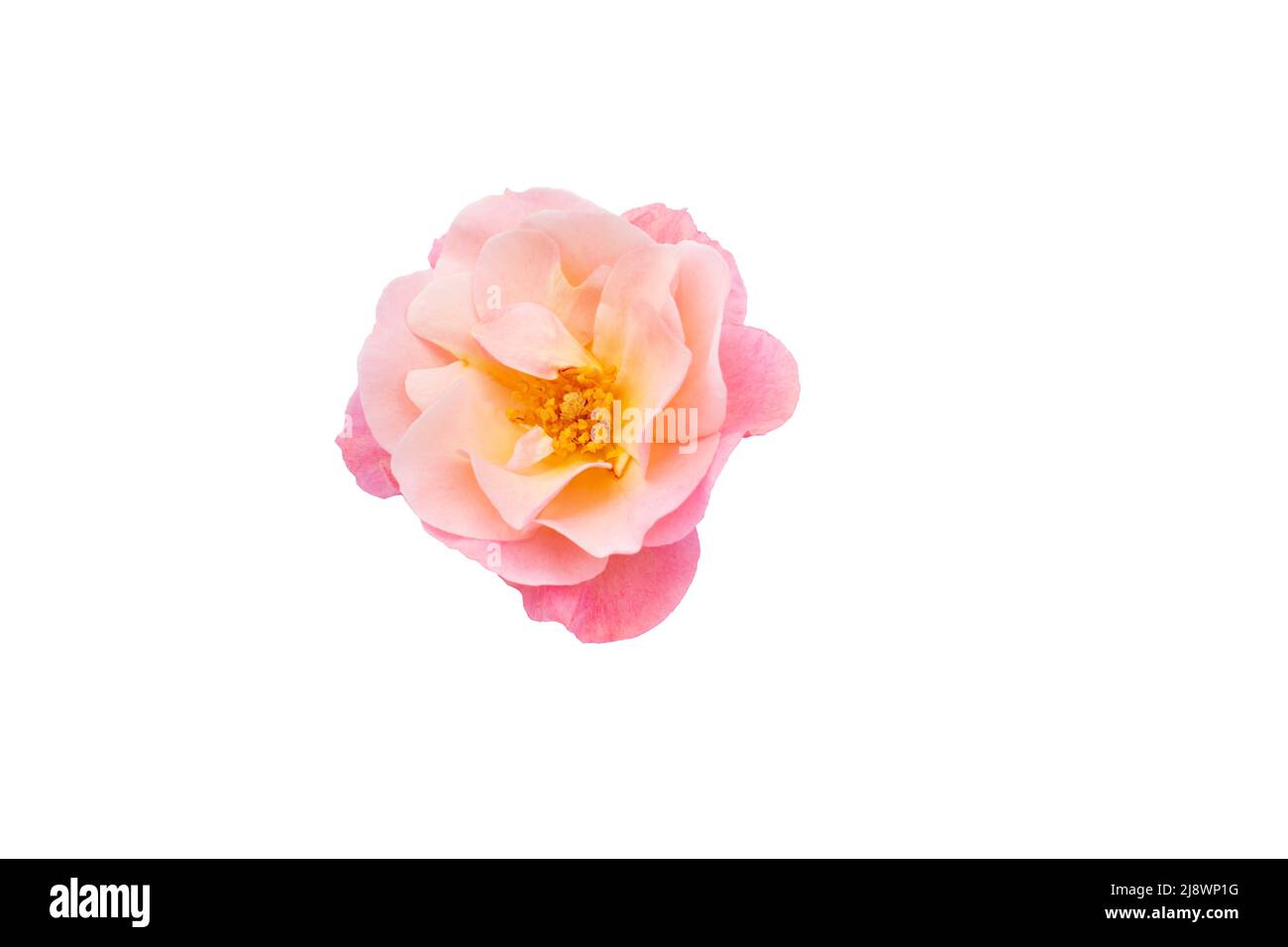 big pink roses flower isolated on white Stock Photo - Alamy