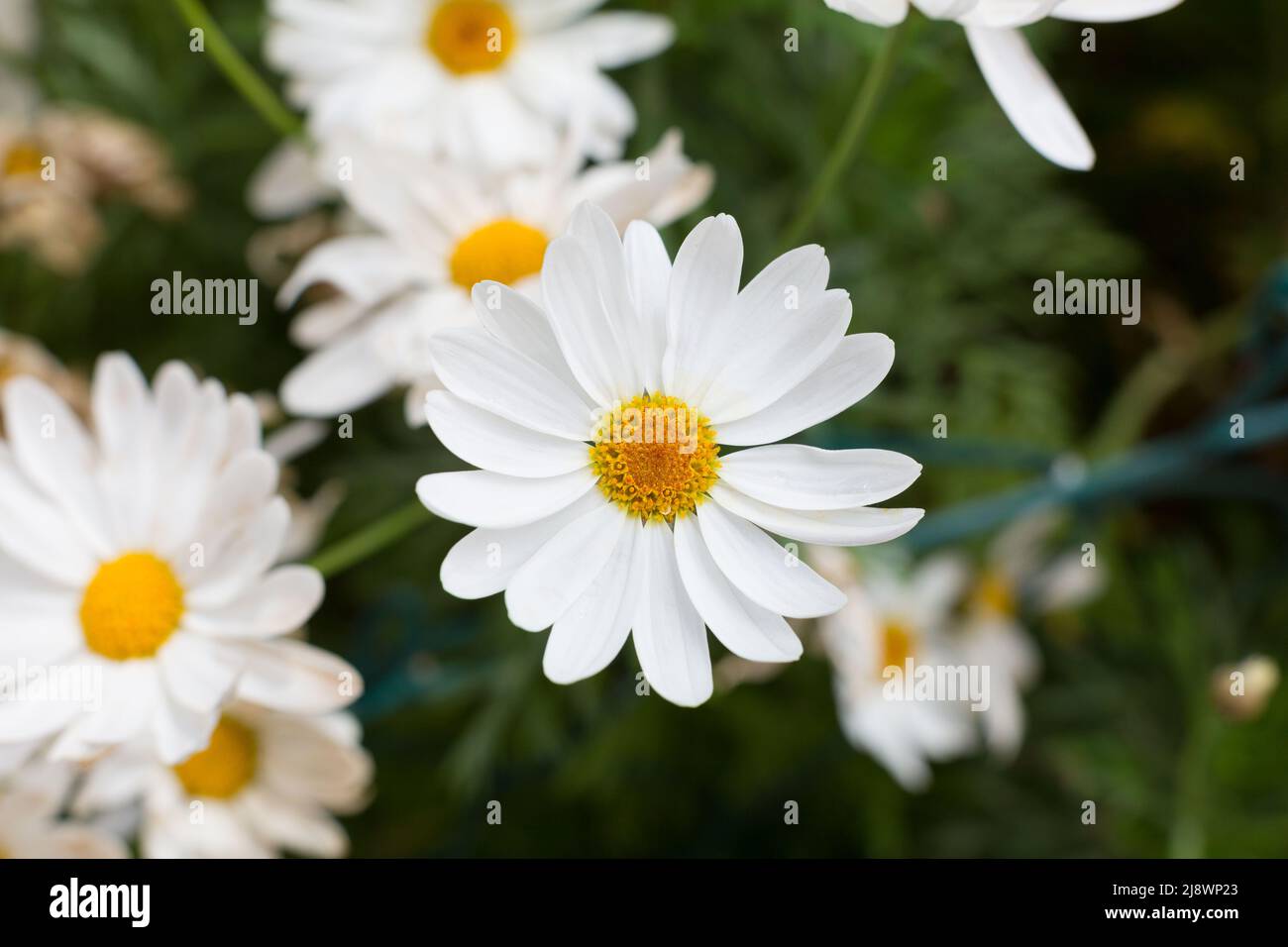Beautiful daisies that bloom in spring when the sun warms the day Stock Photo - Alamy