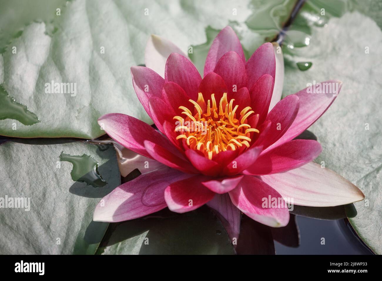 Red water lily flower and leaves with water on them. Top view Stock ...