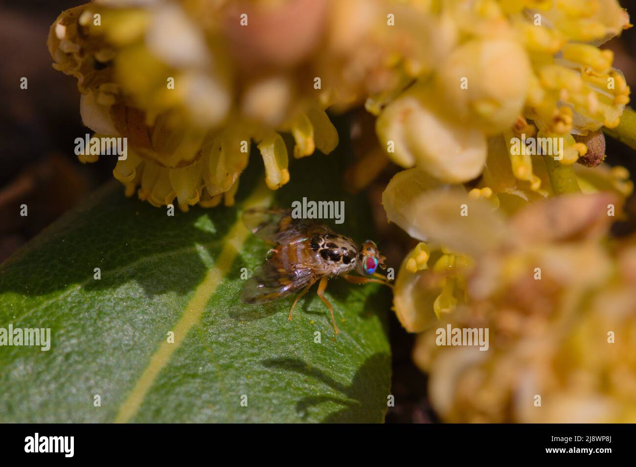 Macrophotograph of a specimen of Ceratitis capitata (Mediterranean ...