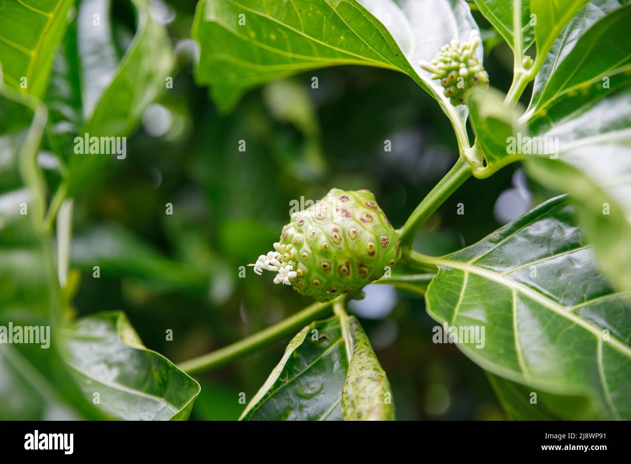 Noni tree, Morinda citrifolia. A medicinal fruit with unique properties ...
