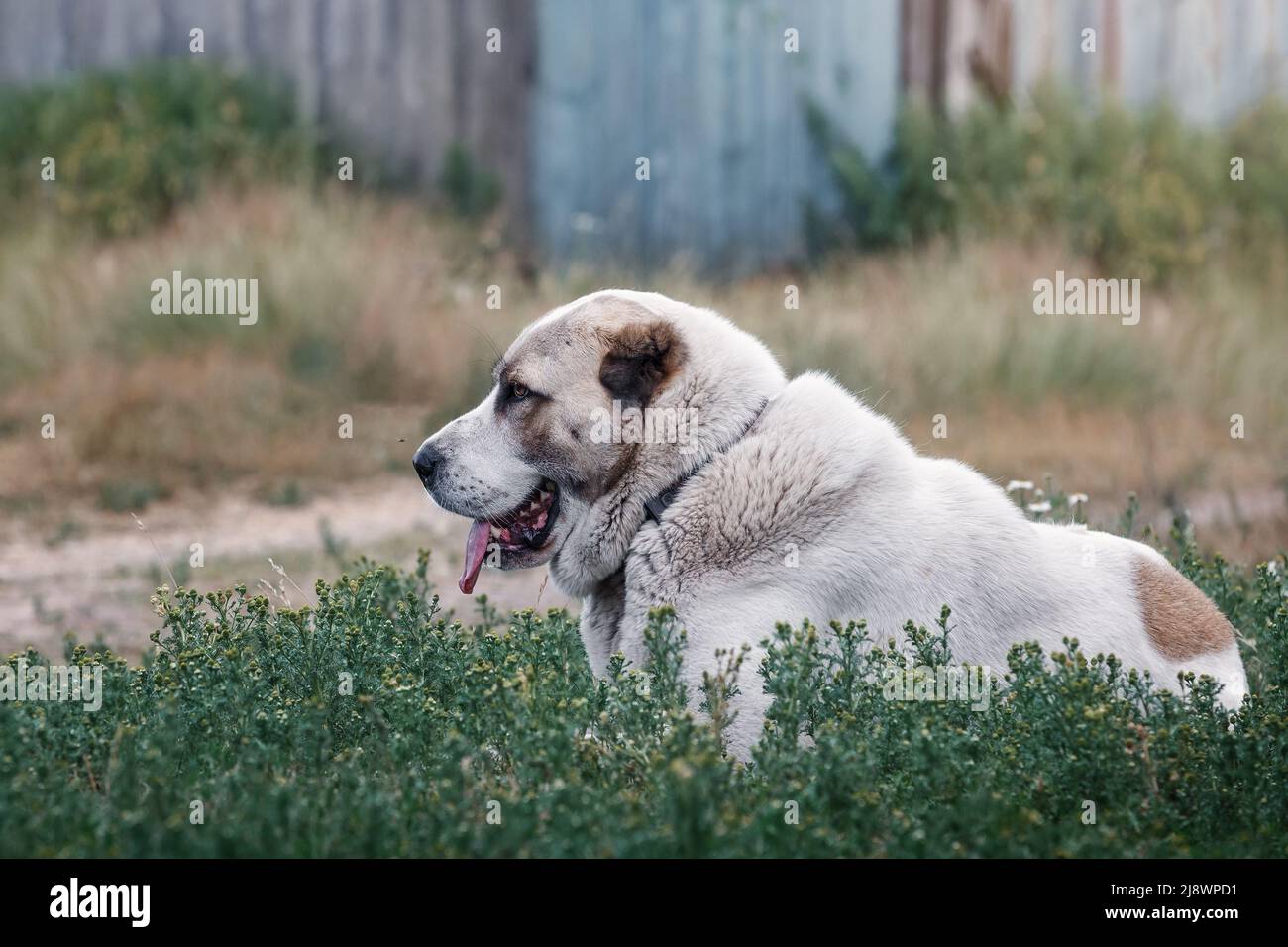 Can A Kangal Shepherd Dog Live In Mongolia