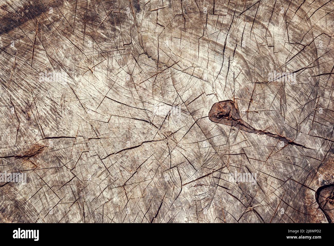 Tree trunk stump cut top view on ground. Stump wood root - cut down ...