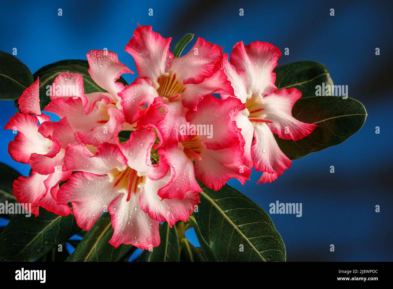 Adenium or desert rose flower is medicinal herbs. (Impala Lily, Mock ...