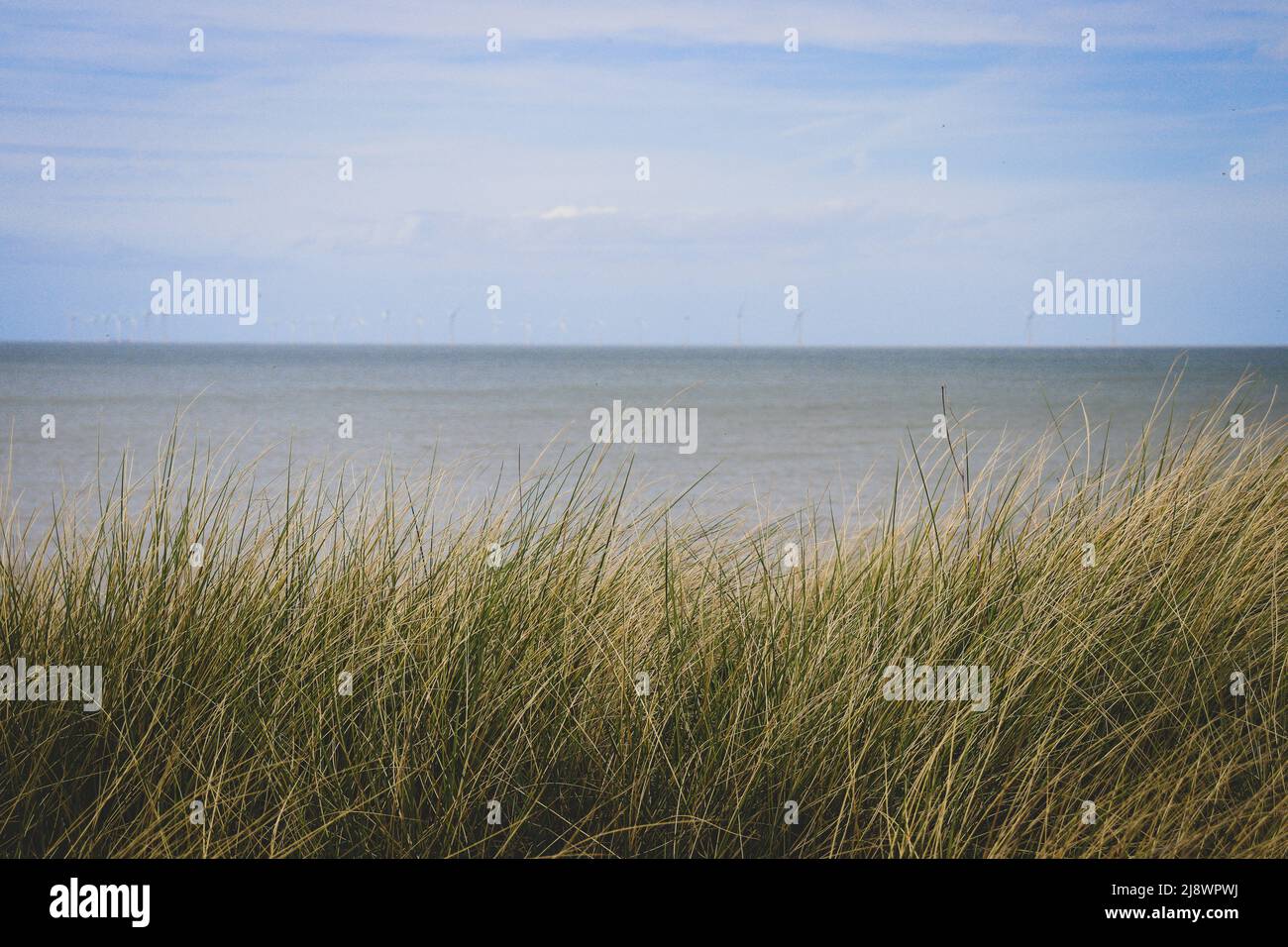 Grass by the sea - seaside grasses Stock Photo - Alamy