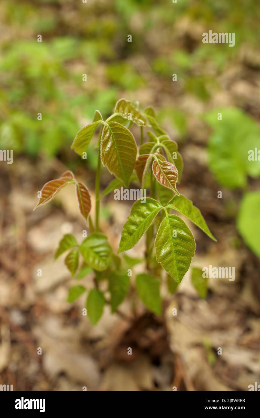 Contact dermatitis poison ivy hi-res stock photography and images - Alamy