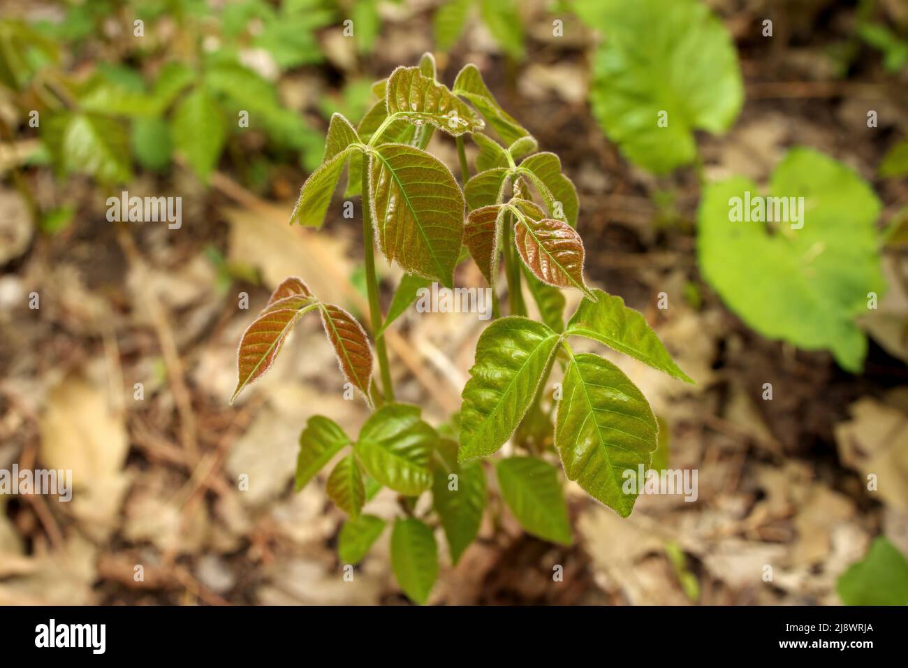 Close up of a Patch of Poison Ivy Plants Freshly Sprouted in the Spring ...