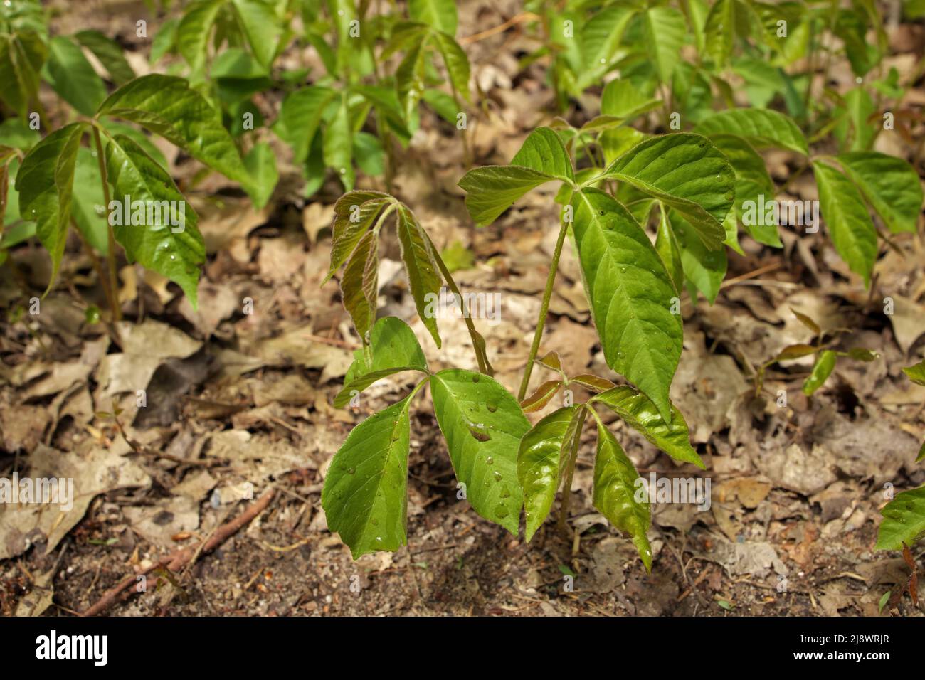 Contact dermatitis poison ivy hi-res stock photography and images - Alamy