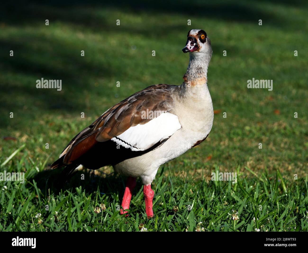 Egyptian goose foraging in grass hi-res stock photography and images ...