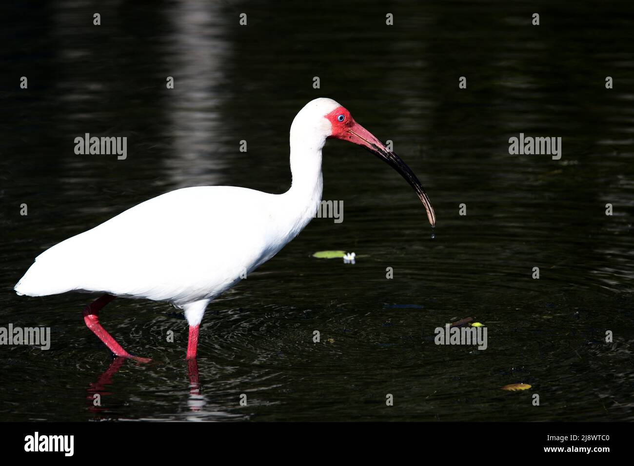 American White Ibis Feeding In Water Stock Photo - Alamy