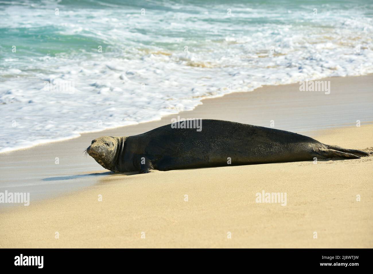 Endangered and protected Hawaiian Monk Seal (Neomonachus schauinslandi ...
