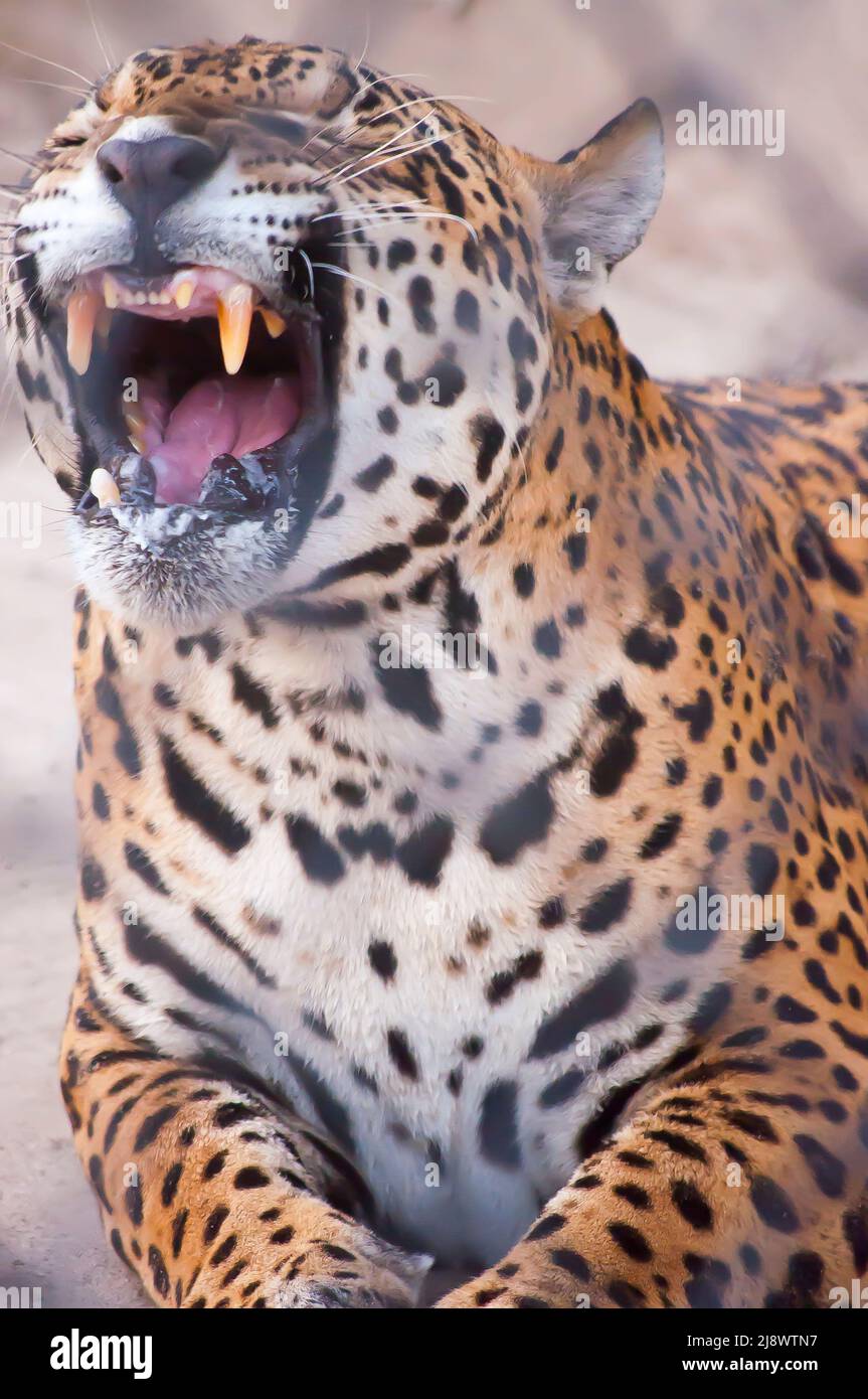 Jaguar big cat hi-res stock photography and images - Alamy
