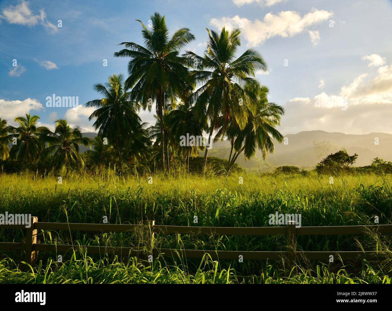Hawaii sugar cane hi-res stock photography and images - Alamy