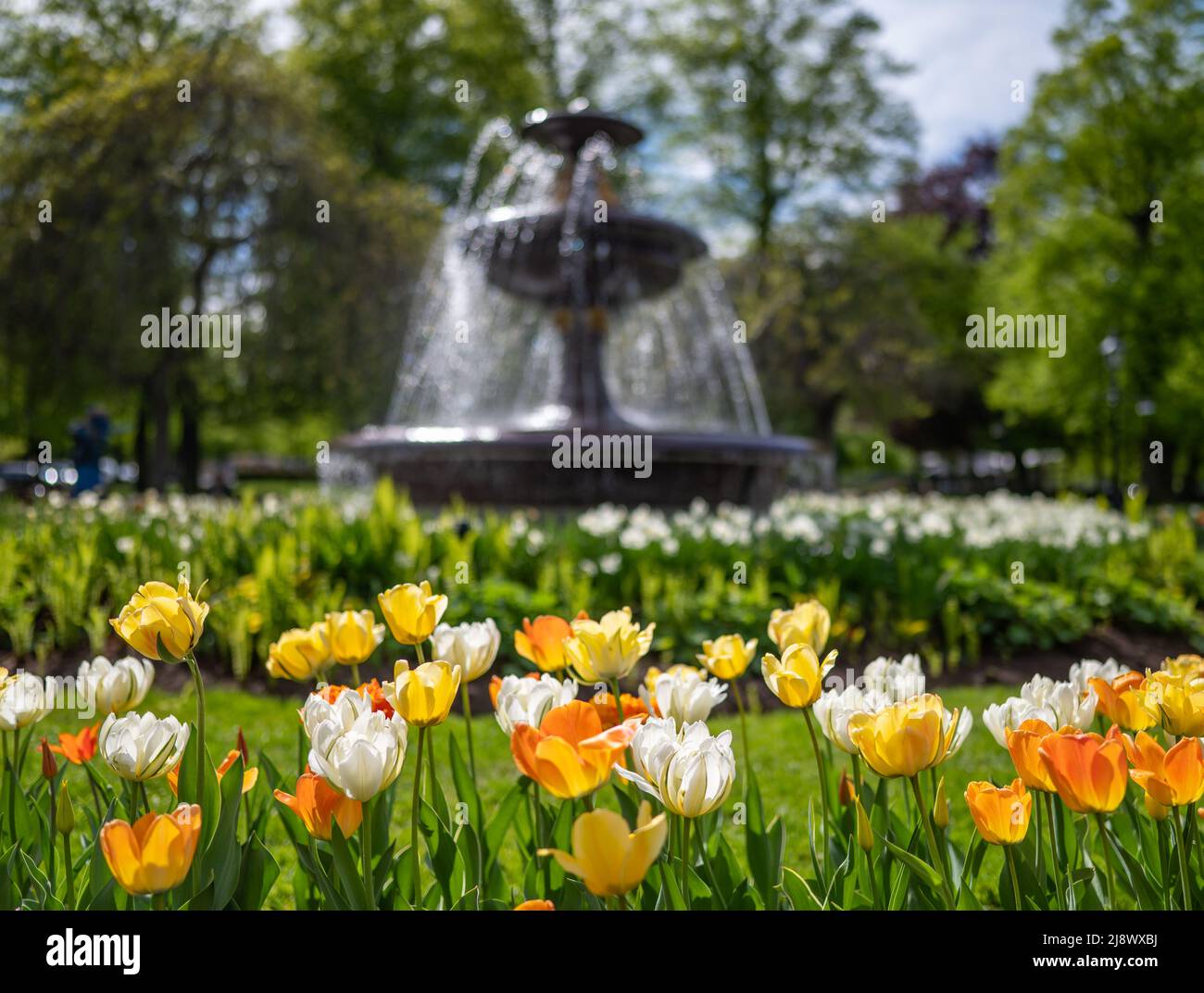 Tulips blooming in Carl Johans Park during spring in Norrkoping ...