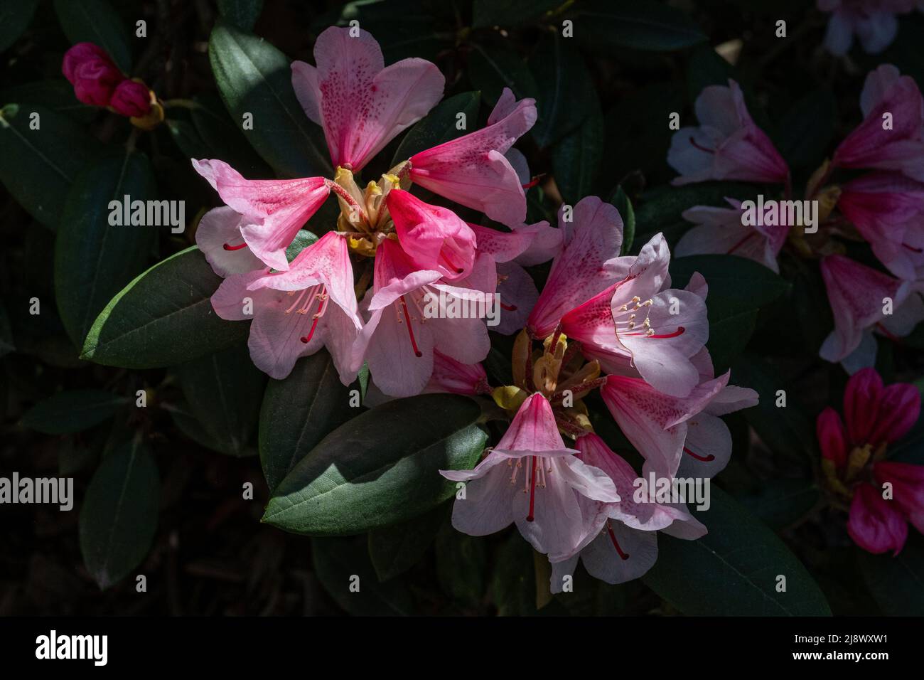 Rhododendron blooming in the Rhododenron valley at Abackarna, the city ...