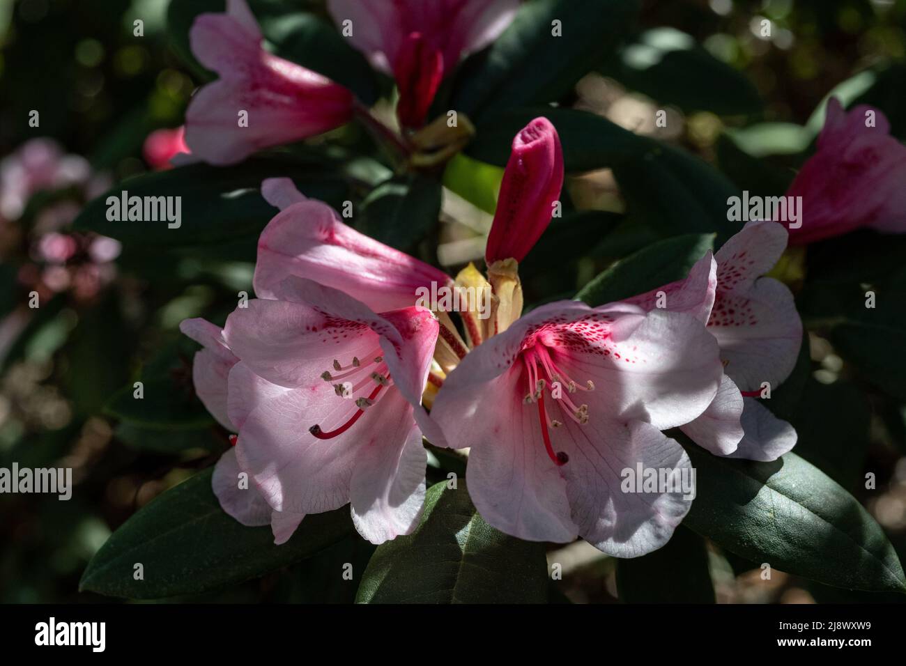Rhododendron blooming in the Rhododenron valley at Abackarna, the city ...