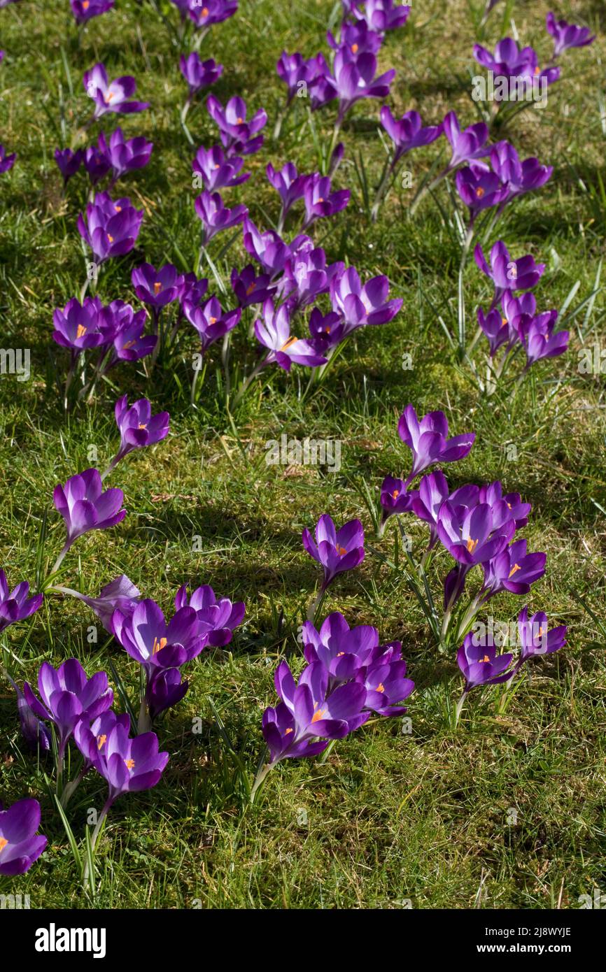 Crocus tommasinianus ‘ruby giant’ hi-res stock photography and images ...