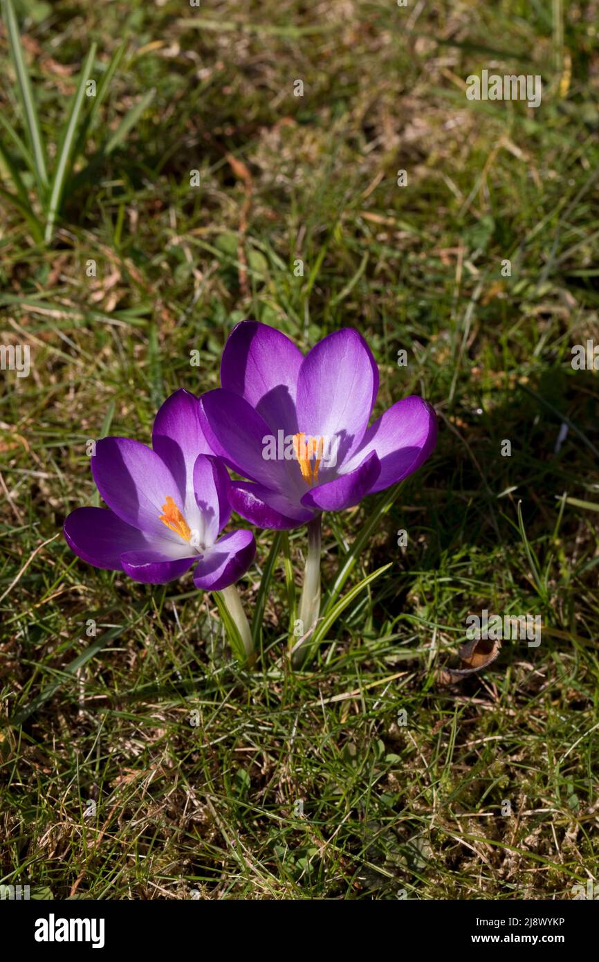 Crocus tommasinianus Ruby Giant in flower in springtime, England ...