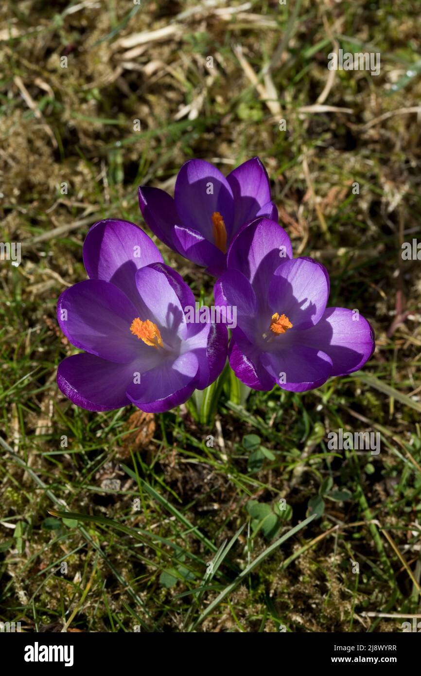 Crocus tommasinianus Ruby Giant in flower in springtime, England ...