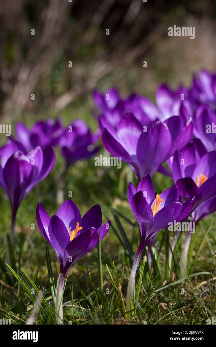 Crocus tommasinianus ‘ruby giant’ hi-res stock photography and images ...
