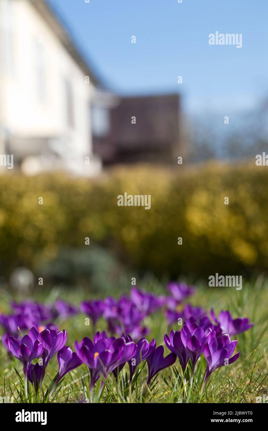 Crocus tommasinianus ‘ruby giant’ hi-res stock photography and images ...