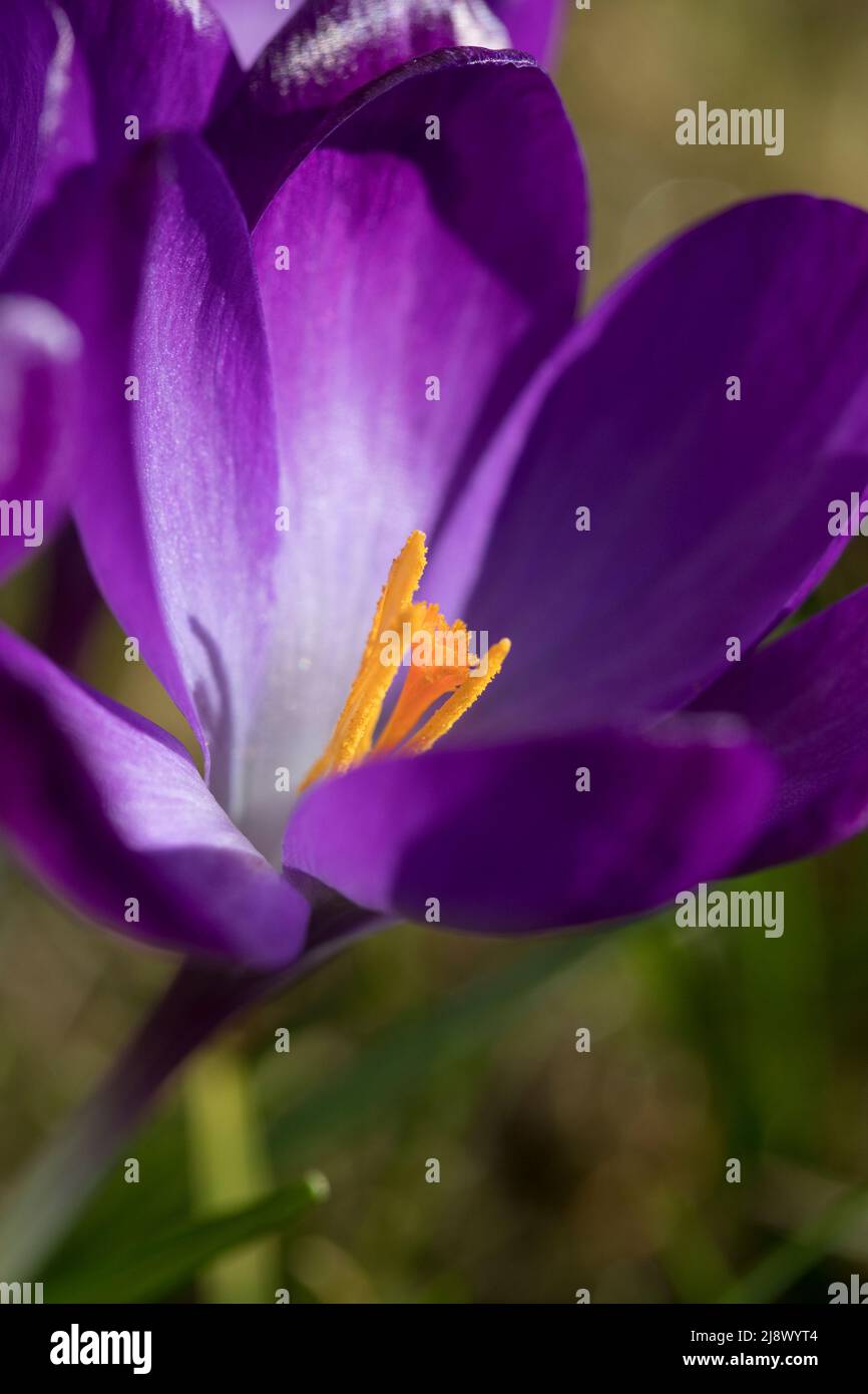 Crocus tommasinianus ‘ruby giant’ hi-res stock photography and images ...