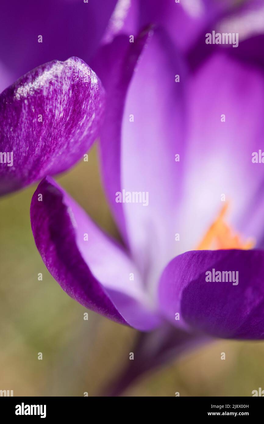 Crocus tommasinianus ‘ruby giant’ hi-res stock photography and images ...