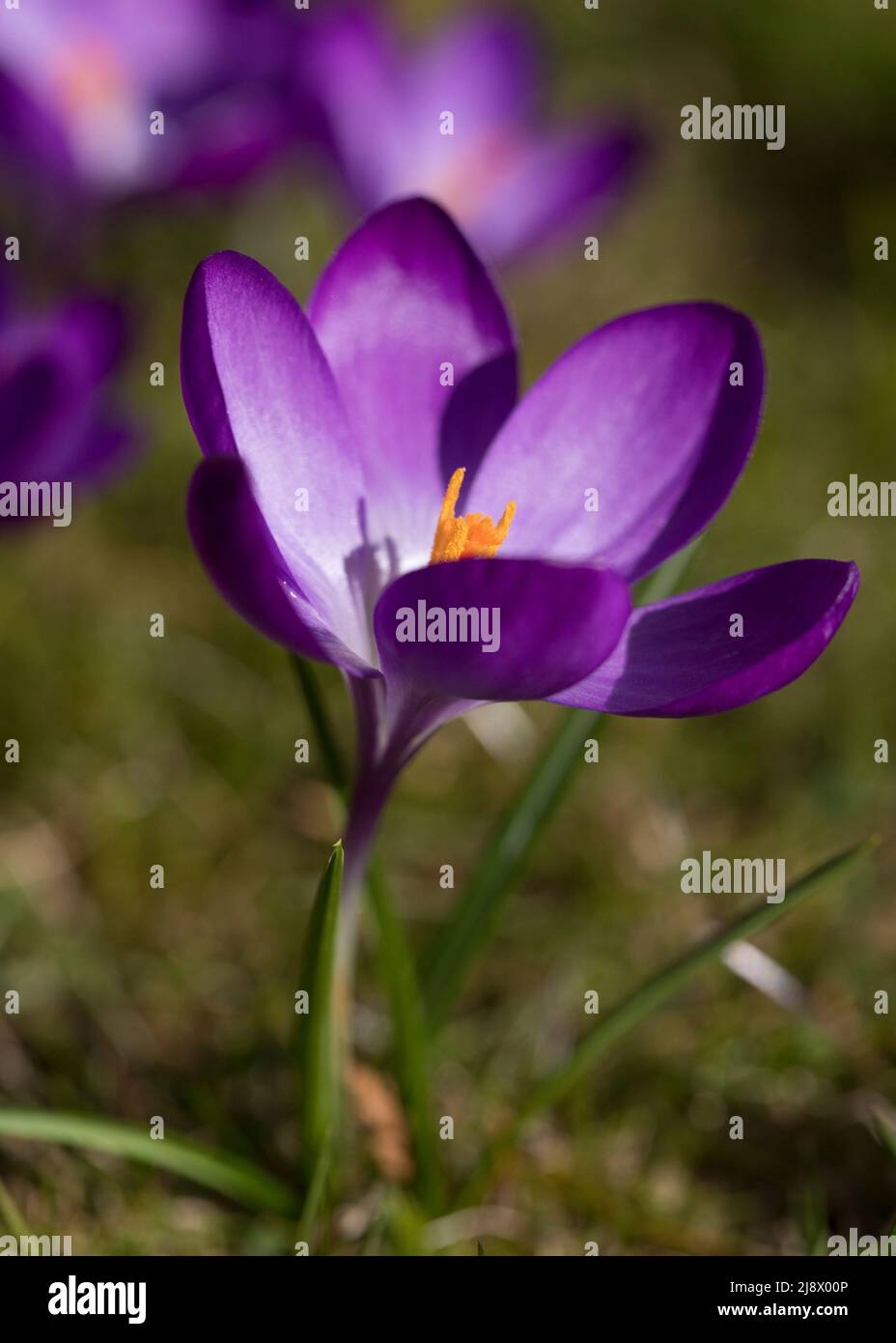 Crocus tommasinianus ‘ruby giant’ hi-res stock photography and images ...