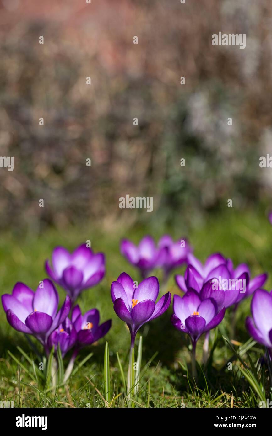 Crocus tommasinianus ‘ruby giant’ hi-res stock photography and images ...