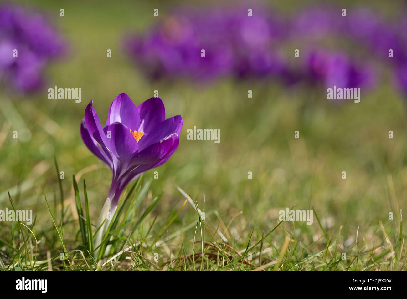 Crocus tommasinianus ‘ruby giant’ hi-res stock photography and images ...